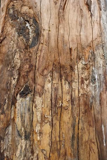 Iftikhar Alam – Canva