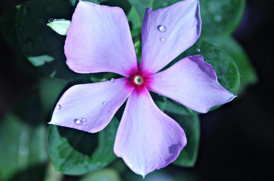 Dharmesh Jadav's Pixels – Canva