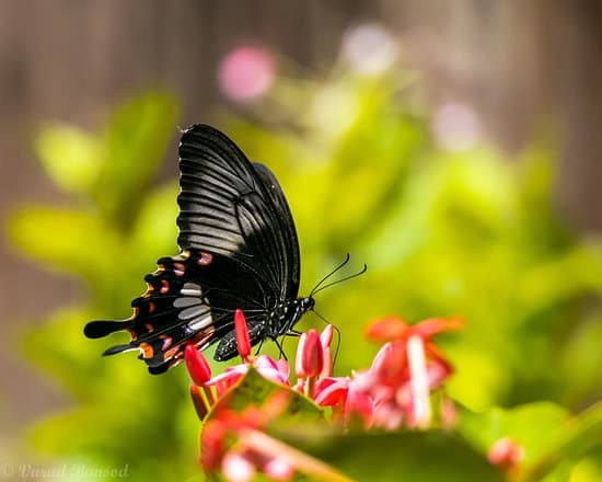 Varad Bansod – Canva