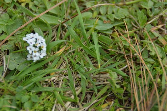 Veronica MOOS – Canva