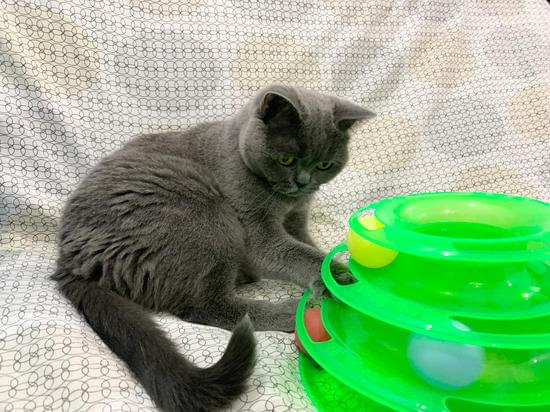 Ninz Workplace – Canva