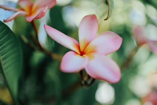 Be Aloha Photo – Canva