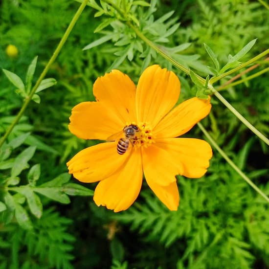 Irish Pascual's Images – Canva