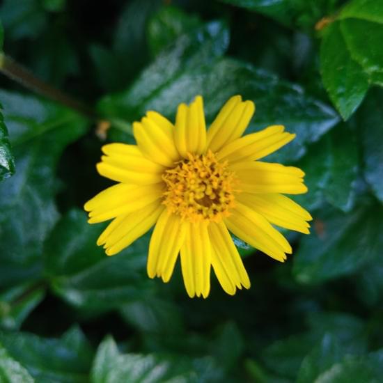 Lyn Pinpin – Canva