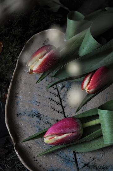 EliS Design – Canva