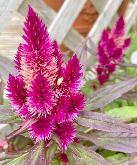 Chris Wales's Images – Canva