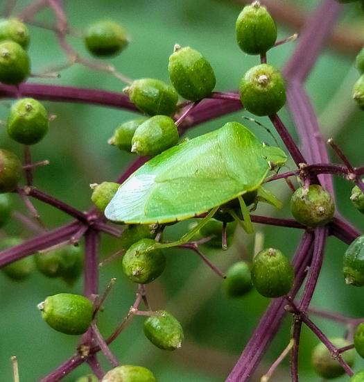 Alec Bochar Photography – Canva