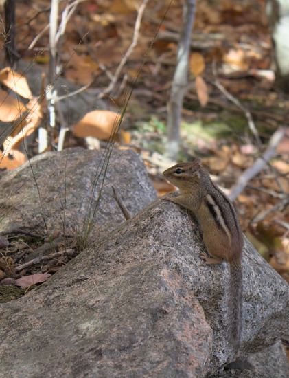 Julia Lien's Images – Canva