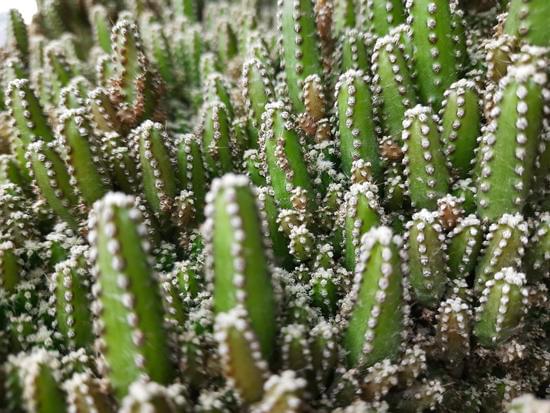 Gambar Renpi Project – Canva