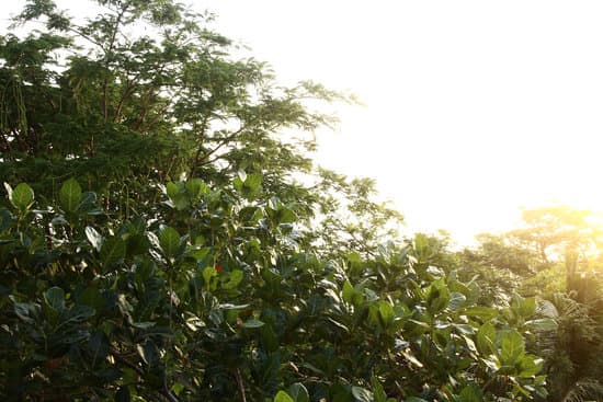 ภาพของDaarsan – Canva