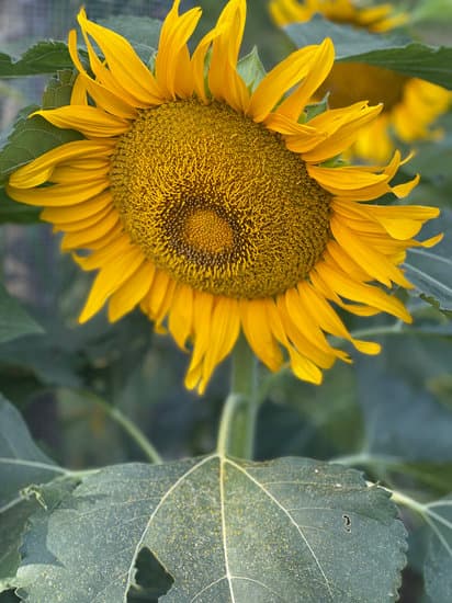 Jen Chicoine's Images – Canva