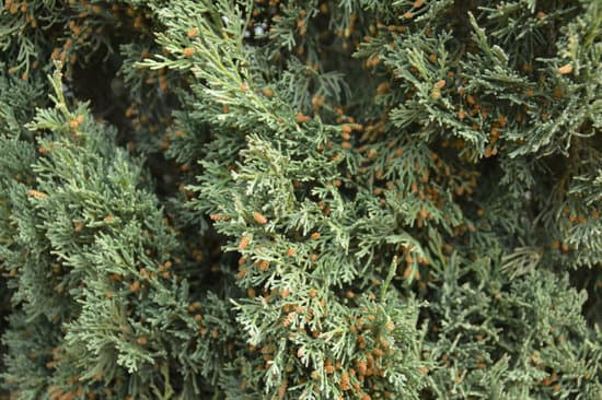 Veronica MOOS – Canva