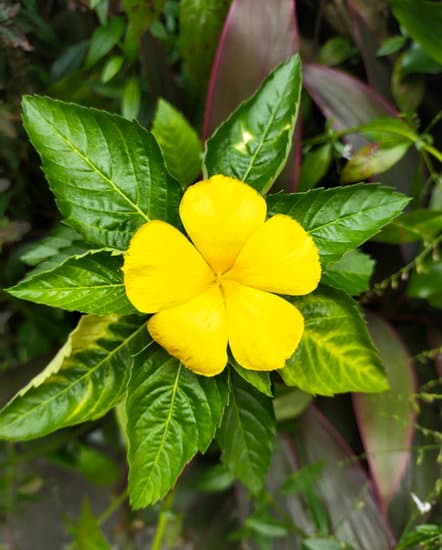 Queni joy Navor's Images – Canva