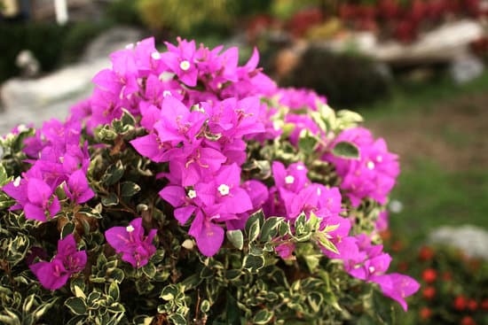 ภาพของDaarsan – Canva