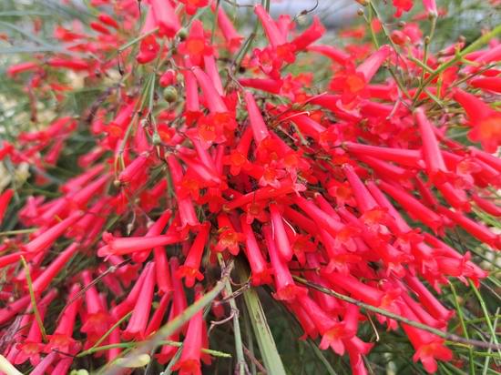 AMAL's Images – Canva