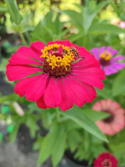 A4i Gallery – Canva