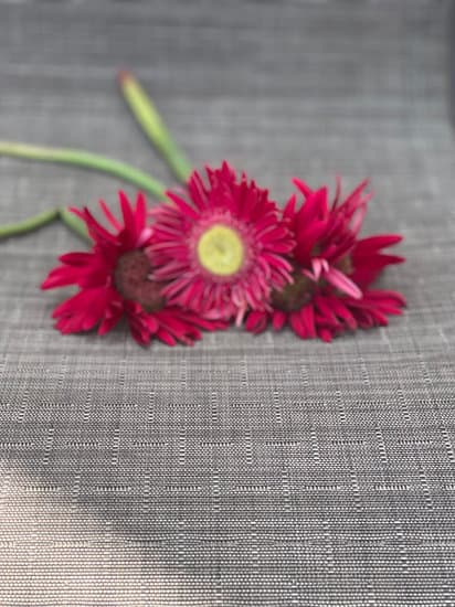 Jen Chicoine's Images – Canva