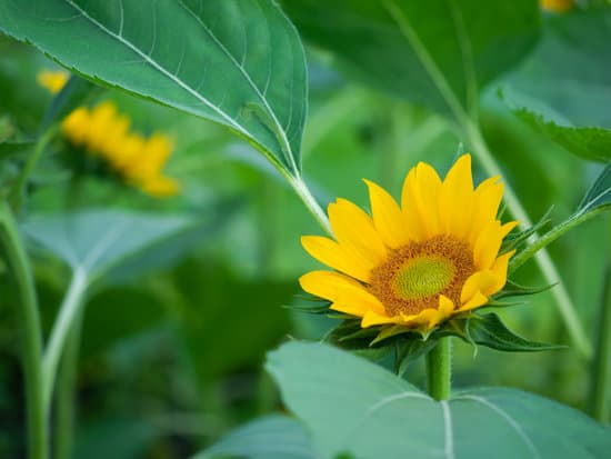 ภาพของ MeYada – Canva