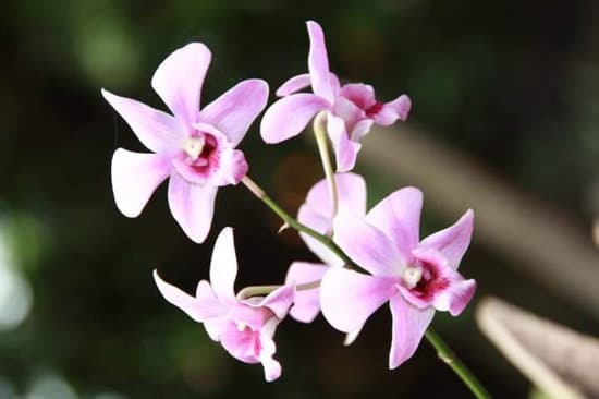 wheng tolentino's Images – Canva