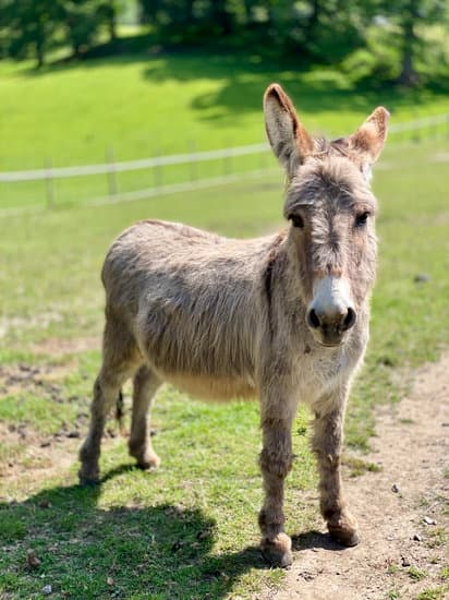 Country Rambles Images – Canva