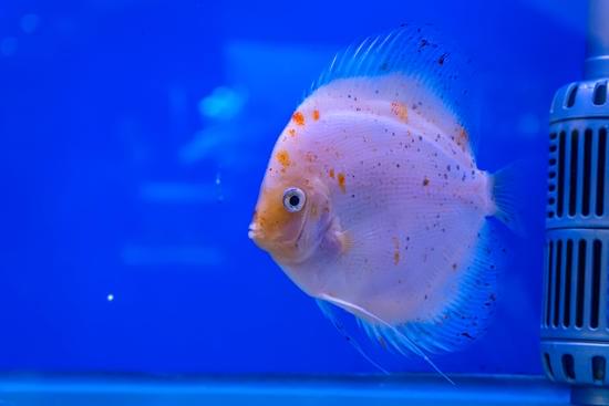 DSom Gallery – Canva