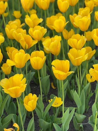 Jen Chicoine's Images – Canva