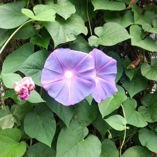 Fatma Zahro – Canva