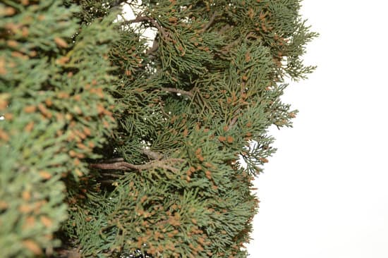 Veronica MOOS – Canva