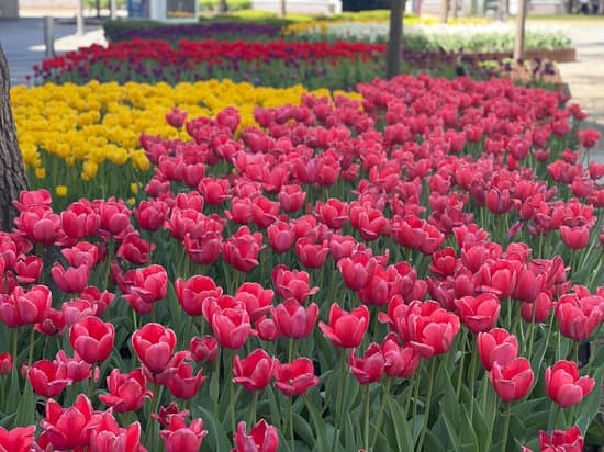 Jen Chicoine's Images – Canva