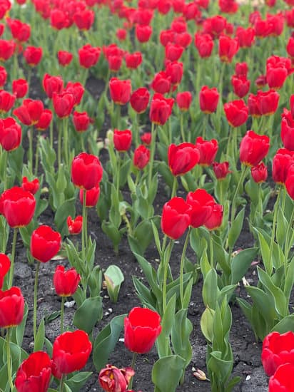 Jen Chicoine's Images – Canva