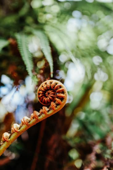 Be Aloha Photo – Canva