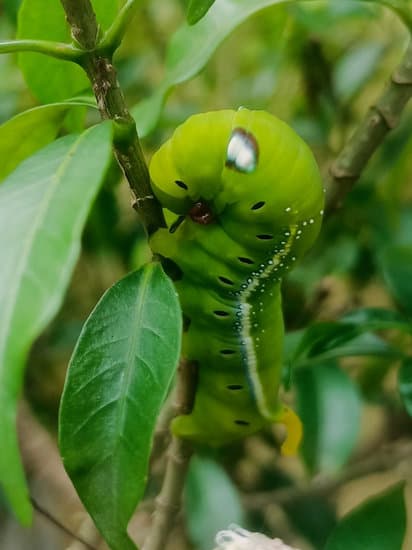 Clea Salugsugan's Images – Canva