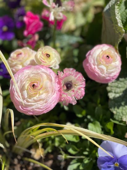 Jen Chicoine's Images – Canva