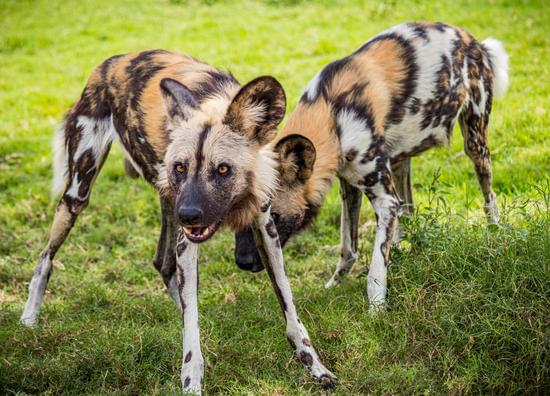 Photoshamaa – Canva