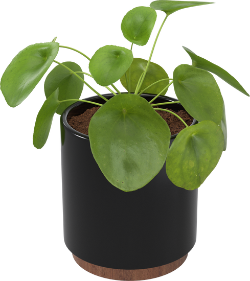 Joe Mark's Images – Canva