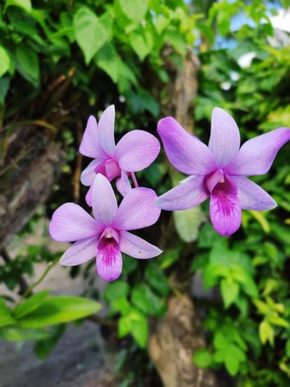 A4i Gallery – Canva