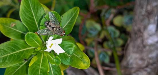 Rose Landicho's Images – Canva