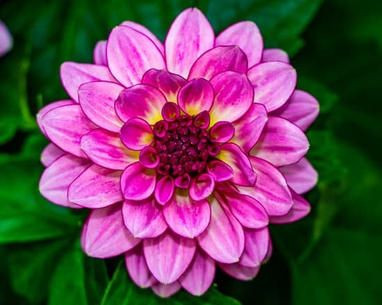 Varad Bansod – Canva