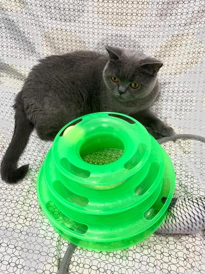 Ninz Workplace – Canva