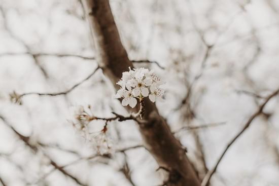 America Roe Photography – Canva