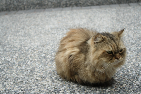 Julia Lien's Images – Canva