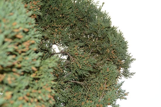 Veronica MOOS – Canva