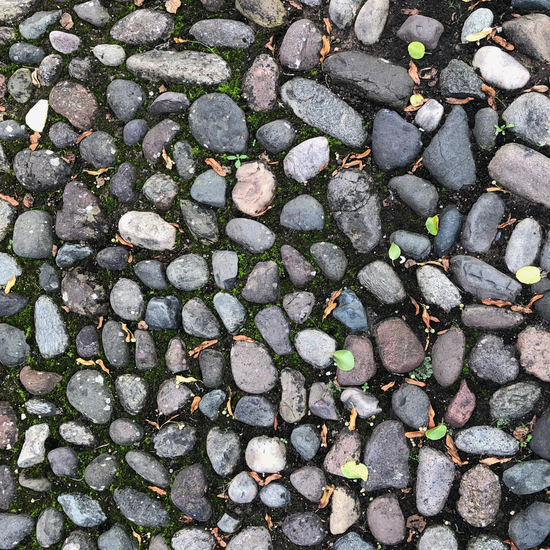 Pixel Phoenix Designs – Canva