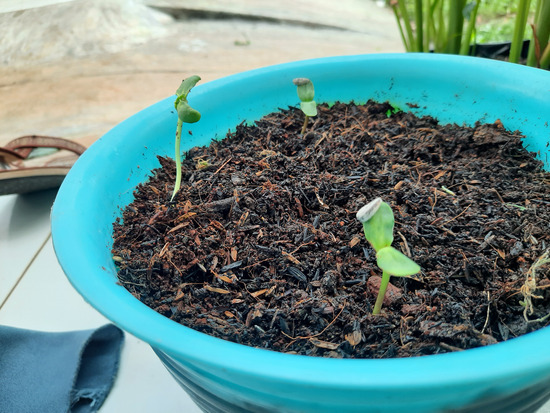 Gambar Saprina – Canva