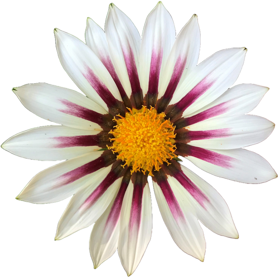 Dharmesh Jadav's Pixels – Canva