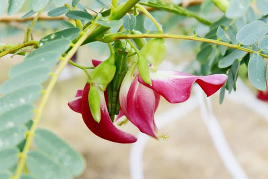 ภาพของDaarsan – Canva