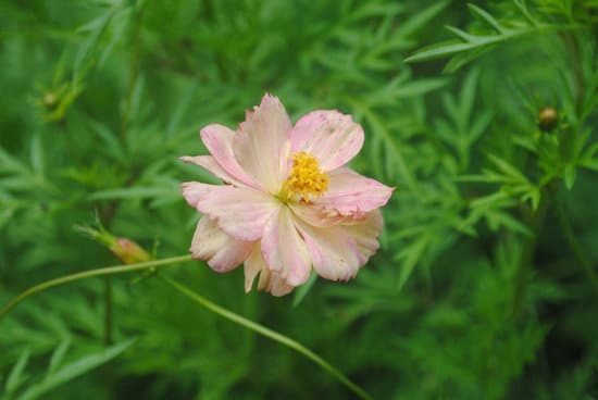 Irish Pascual's Images – Canva