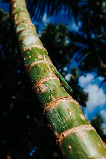 Be Aloha Photo – Canva