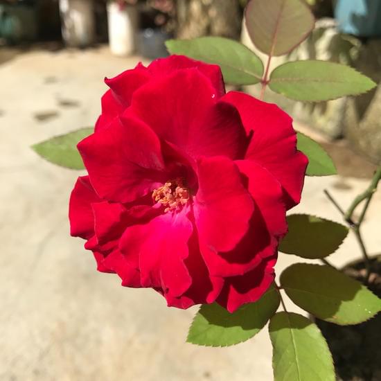 Jovert Carlos – Canva