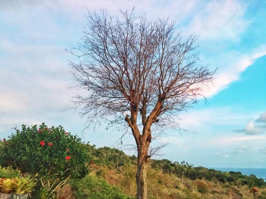 ภาพของDaarsan – Canva